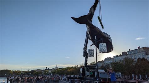 L impressionnant tractage de la baleine échouée sur les quais de