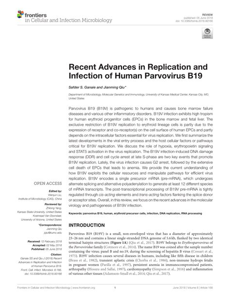 Pdf Recent Advances In Replication And Infection Of Human Parvovirus B19