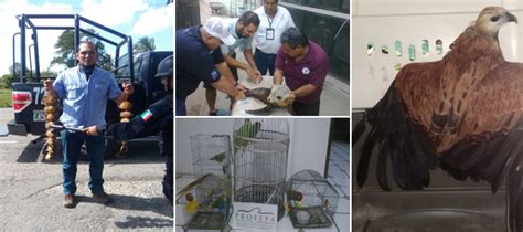 Profepa La Ley Al Servicio De La Naturaleza ASEGURA PROFEPA 29