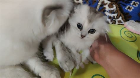 😻 Продаётся котёнок 😻 Вислоухая чистокровная ШОТЛАНКА 😻 Скоттиш фолд от 8 06 2023 😻 0968349505 😻