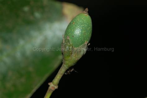 Cinnamomum Iners [reinw Ex Blume ]