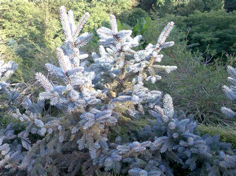 ბოტანიკური ბაღი