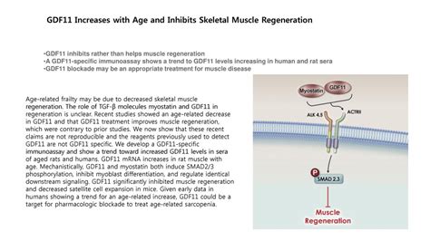 Stem Cells And Healthy Aging Ppt Download