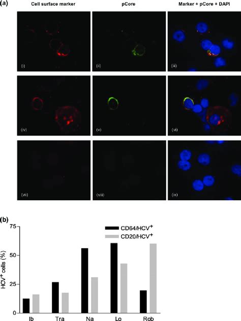Immunofluorescence Staining During Culture A Pbmc Cd20 I Iii