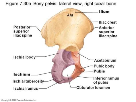 Hip Goni Chapter 8 Flashcards Quizlet