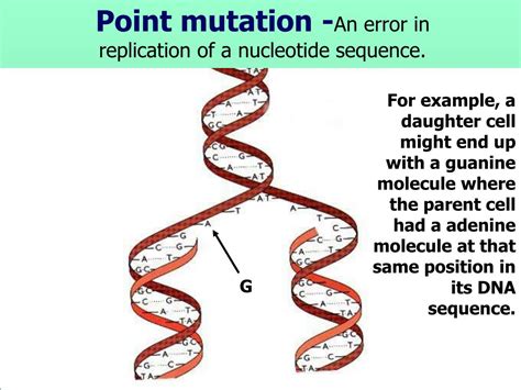Ppt Types Of Cell Division Mitosis Body Cell Replication Meiosis Sex Cell Replication