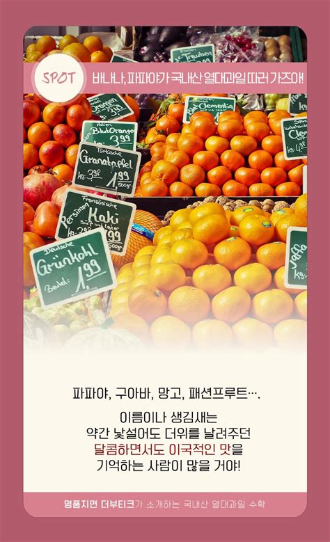 바나나 파파야가 국내산 열대과일 따러 가즈아 네이버 포스트