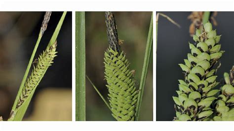 Don Quixote Gives His Name To A New Plant Species Only Known From La