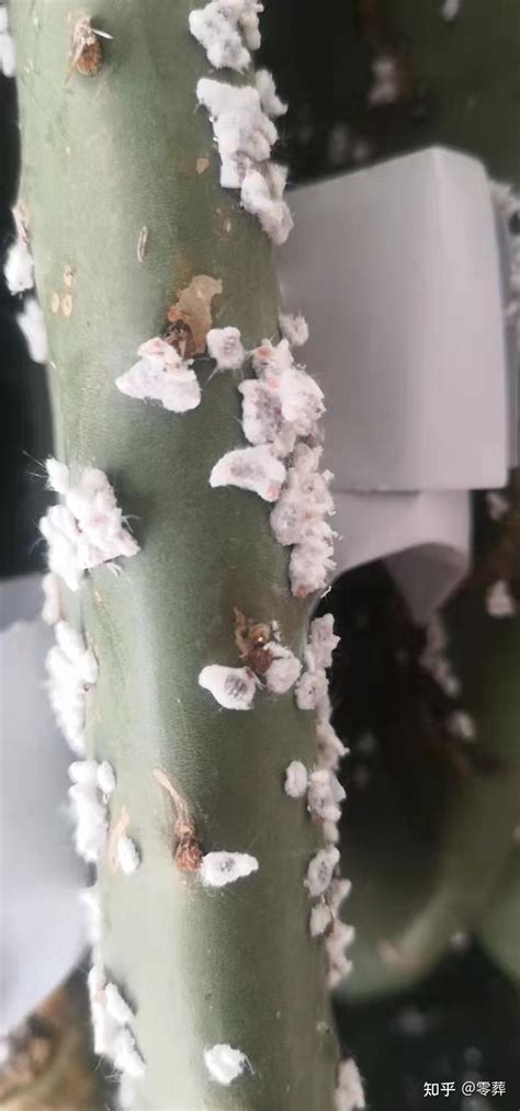 胭脂虫养殖 知乎