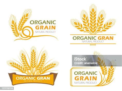 옐로우 논 보리 쌀 유기농 곡물 제품 및 건강 식품 배너 사인 벡터 세트 디자인 보리에 대한 스톡 벡터 아트 및 기타 이미지 보리 귀리 가을 Istock