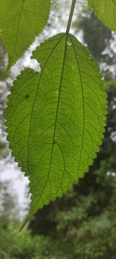 A Leaf Depicting The Path Of Life Rainforest Leaf Stock Image Image