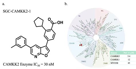 A The Structure And Enzyme Inhibition Ic50 Of The Camkk2 Probe