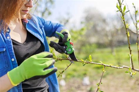 How To Prune A Peach Tree In Summer