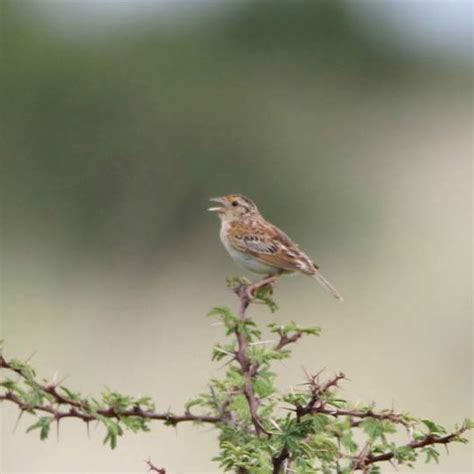 Grasshopper Sparrow Ammodramus Savannarum Singing Male At North Of