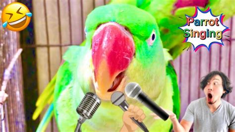 Singing Happy Talking Parrot Parakeet Birds Parrot Sounds YouTube