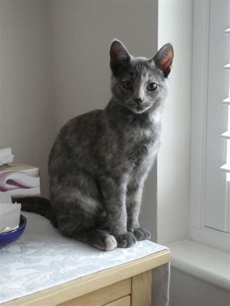 Dilute Tortoiseshell Kittens