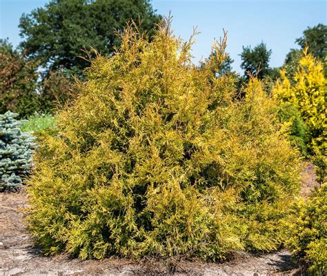 Lebensbaum Rheingold - Thuja occidentalis Rheingold günstig kaufen
