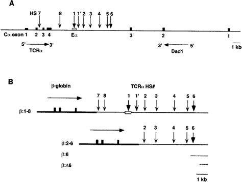 The Genomic Locus Of The TCR LCR A Diagram Of The Mouse TCR Dad1 Download Scientific Diagram