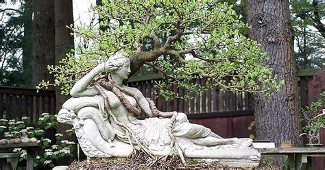 Bonsai Album On Imgur