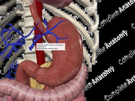 Portal Vein Diagram
