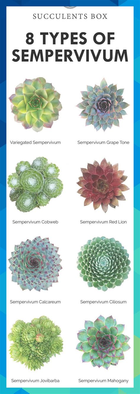 8 Types Of Sempervivum Succulents Succulentid Id Identification