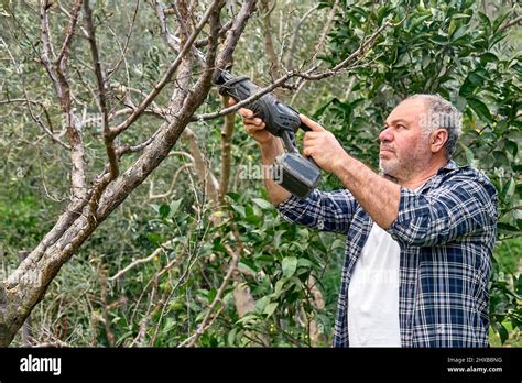 Seasonal Pruning Of Trees Mature Bearded Gardener Pruning Trees With