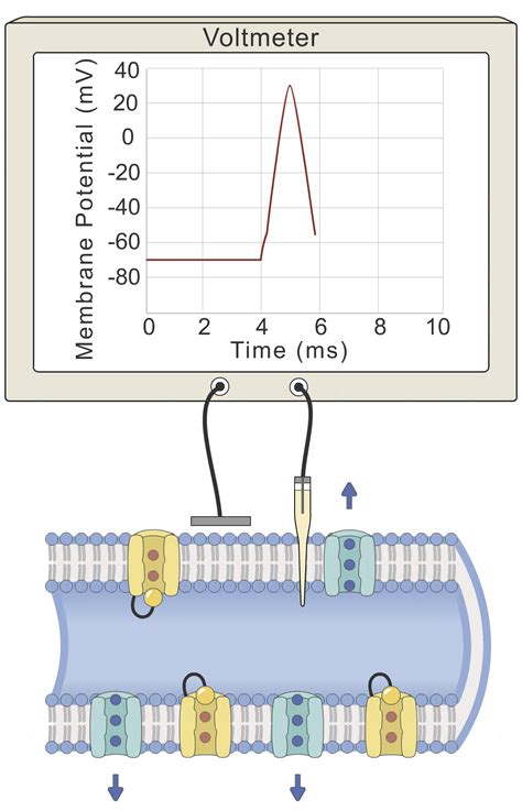 The Action Potential Lesson Human Bio Media