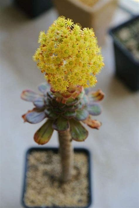 用「生命」開花的3種多肉植物，開完就死，你家有的話要小心 每日頭條