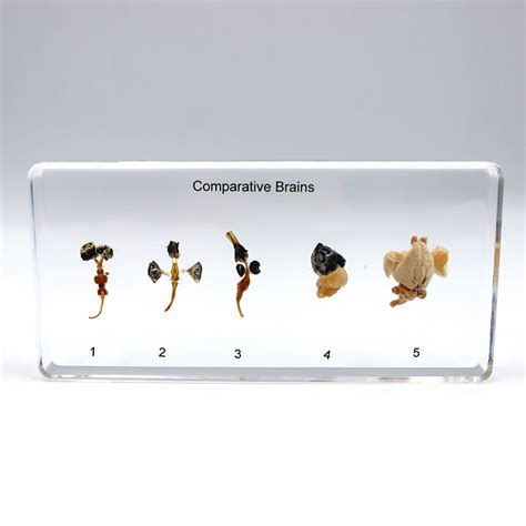 Jellyfish Animal Embedded Specimen Embedding Specimen In Resin Box Animals Collectibles