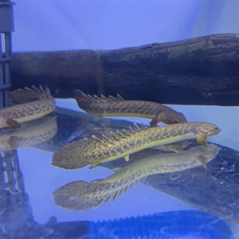 Buy Polypterus Teugelsi With Live Arrival Guarantee