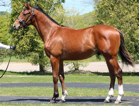 Jra競走に勝ったセール出身馬紹介2024112 3､22頭 【サラブレッドセール（せり市場）＝馬市】＆【種牡馬】の最新情報 By