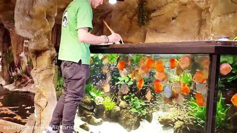 دیسکس های زیبا