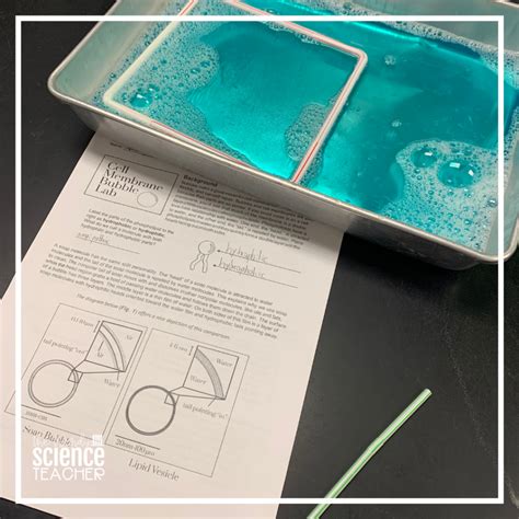Cell Membrane Bubble Lab Artofit