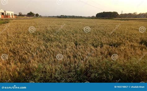 Gehun Khet Stock Image Image Of Khet Village Nice 90374867