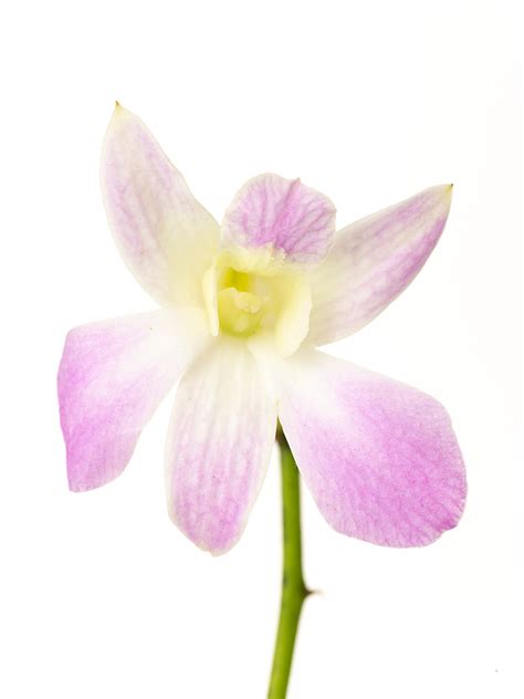 【生花】デンファレ ルーシーピンク【40cmタイ】｜flower Smith Market（フラワースミスマーケット）