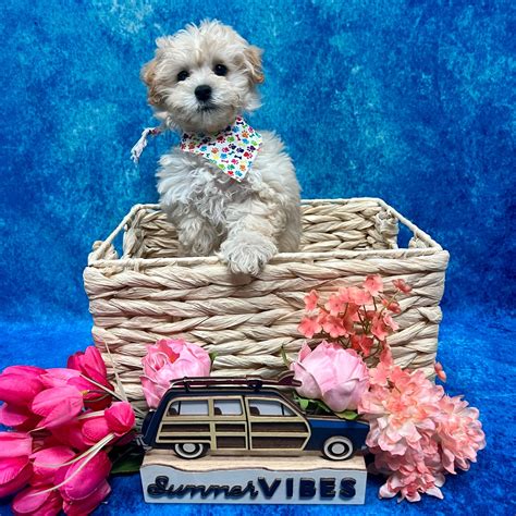 Maltipoo Puppy Cream Id4324 Located At Petland Pensacola Florida