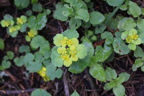 Chrysosplenium Alternifolium