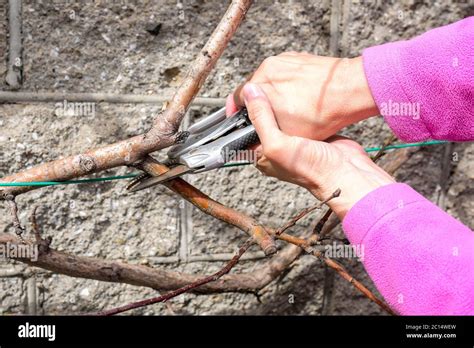 Pruning Apple Tree Hi Res Stock Photography And Images Alamy