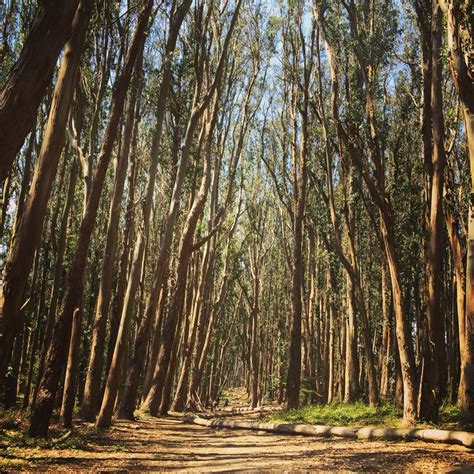 Lovers Lane Presidio San Francisco San Francisco Bay Area