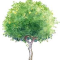 前端实现树形组织架构图 使用jOrgChart插件 前端组织结构树状图 CSDN博客