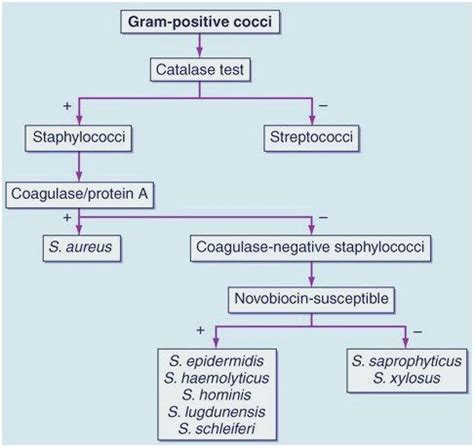 Microbiology Gram Positive Cocci Flow Chart Gram Positive Cocci Chart
