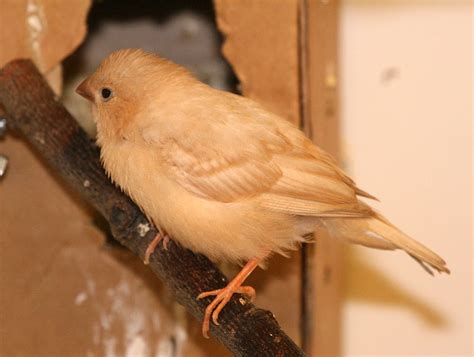 Zebra Finch Mutations