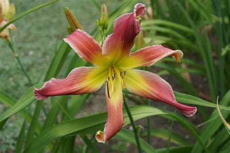 Mighty Highty Tighty