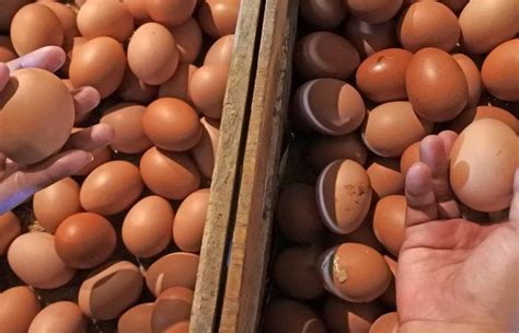 Harga Telur Naik Karena Harga Pakan Melonjak