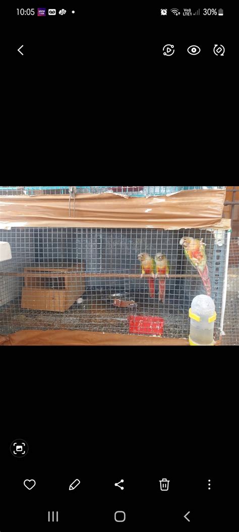 Tuticorin Nellai Cocktail Breaders Semi Tamed Pineapple Conure Adults