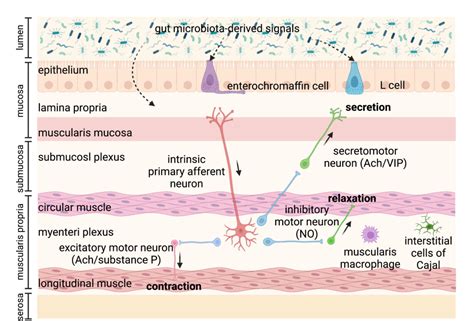 Figure 1 From Role Of Gut Microbiota Derived Signals In The Regulation