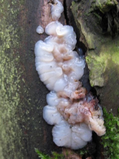 Mushroom Classification Dataset So Development