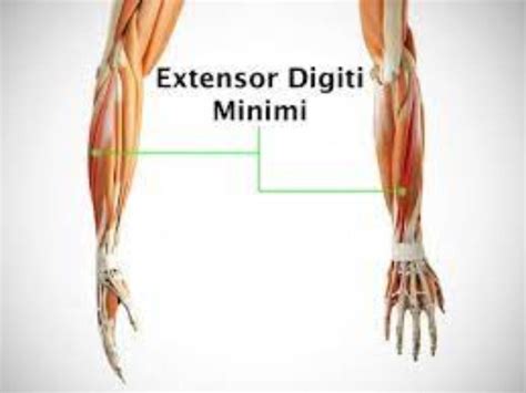 Extensor Digiti Minimi Muscle Rcsi Drawing Superficial Extensor