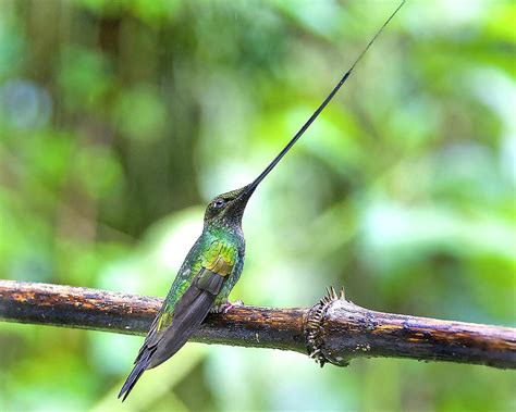 The Sword Billed Hummingbird Makes Me Uncomfortable R Oddlyterrifying