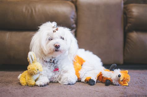 Free Images Puppy Vertebrate Maltese Bichon Coton De Tulear